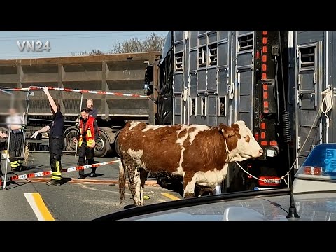 VN24 - Hayvan taşımacılığı yapan bir şirket, otoyolda meydana gelen kazada sığırlarını kaybetti