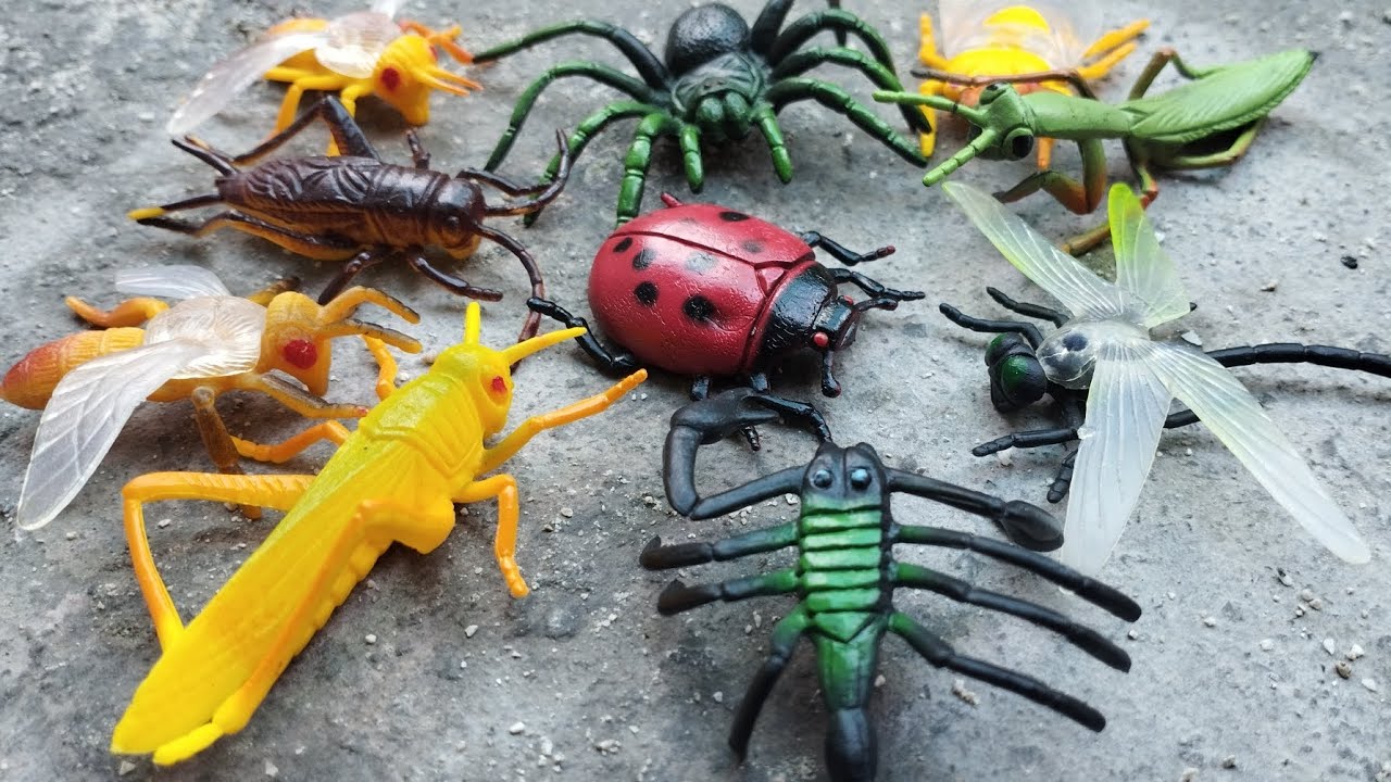 insects unboxing video.honeybee, ladybug, spider, cricket, scorpion ...