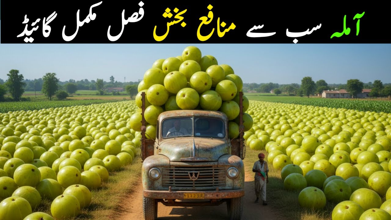 Amla Farming in Pakistan/India – Complete Guide for Beginners & Profit ...