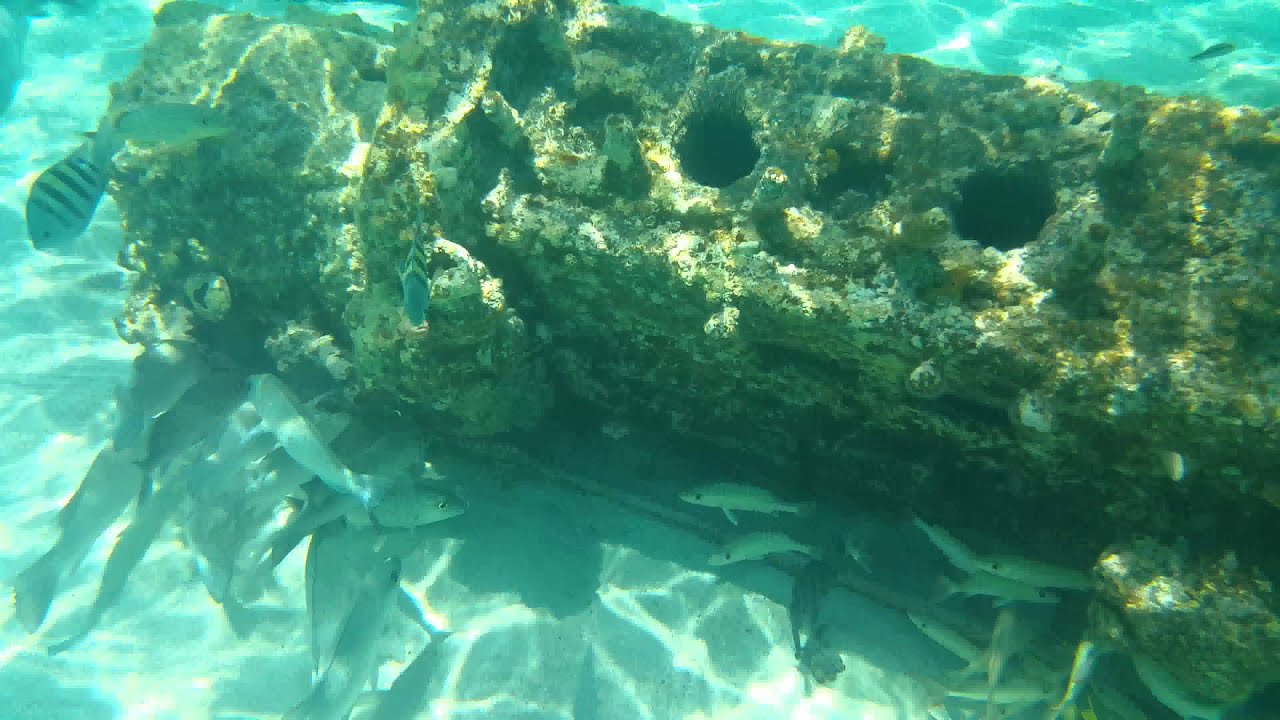 Castaway Cay - engine reef - 4k video from my S6 ;~} - YouTube