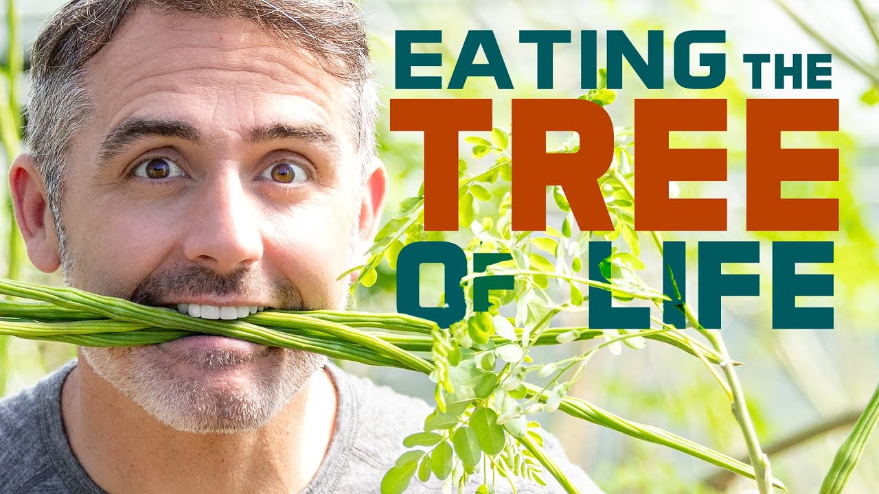 Why It's Also Called "The Miracle Tree!" - [Moringa, Mulakkaya ...