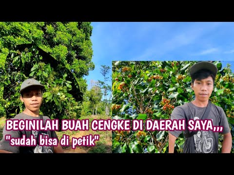 BEGINILAH BUAH CENGKE DI DAERAH SAYA SAAT MAU DI PANEN - YouTube
