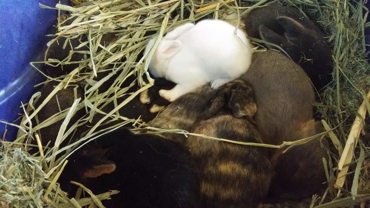 Baby Bunny Pile - YouTube