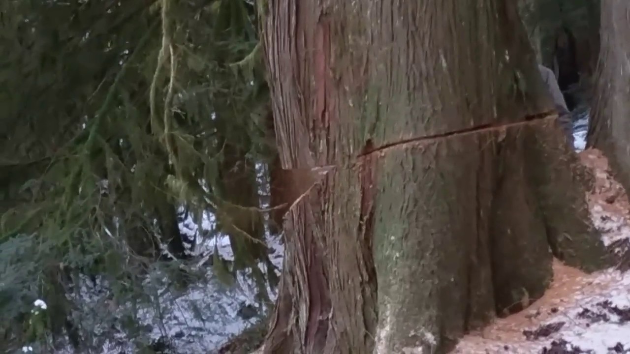 Timber Falling Mt. Hood (NWTL contractors) - YouTube