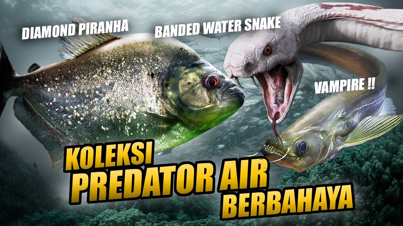 EPISODE KOLEKTOR !! IKAN & PREDATOR AKUATIK MEMATIKAN | PEMADANAN HOBI ...