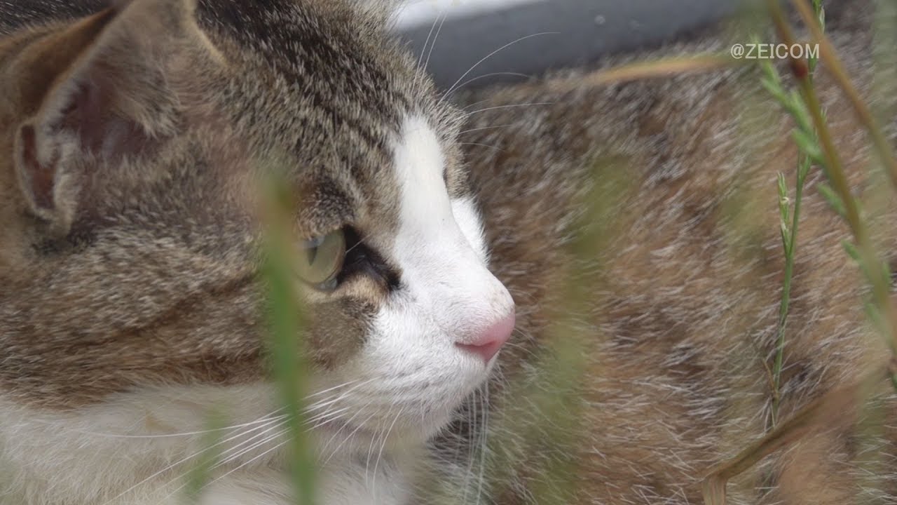Daily Cat- Okishima Cat (Omi Hachiman)/毎日ねこ- 沖島ねこ(近江八幡) - YouTube