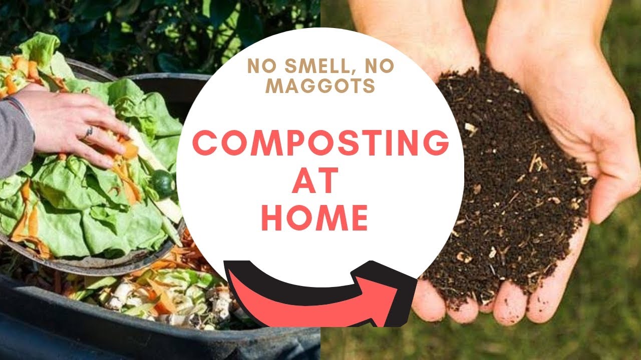 Kitchen waste into gold powder for plants - YouTube