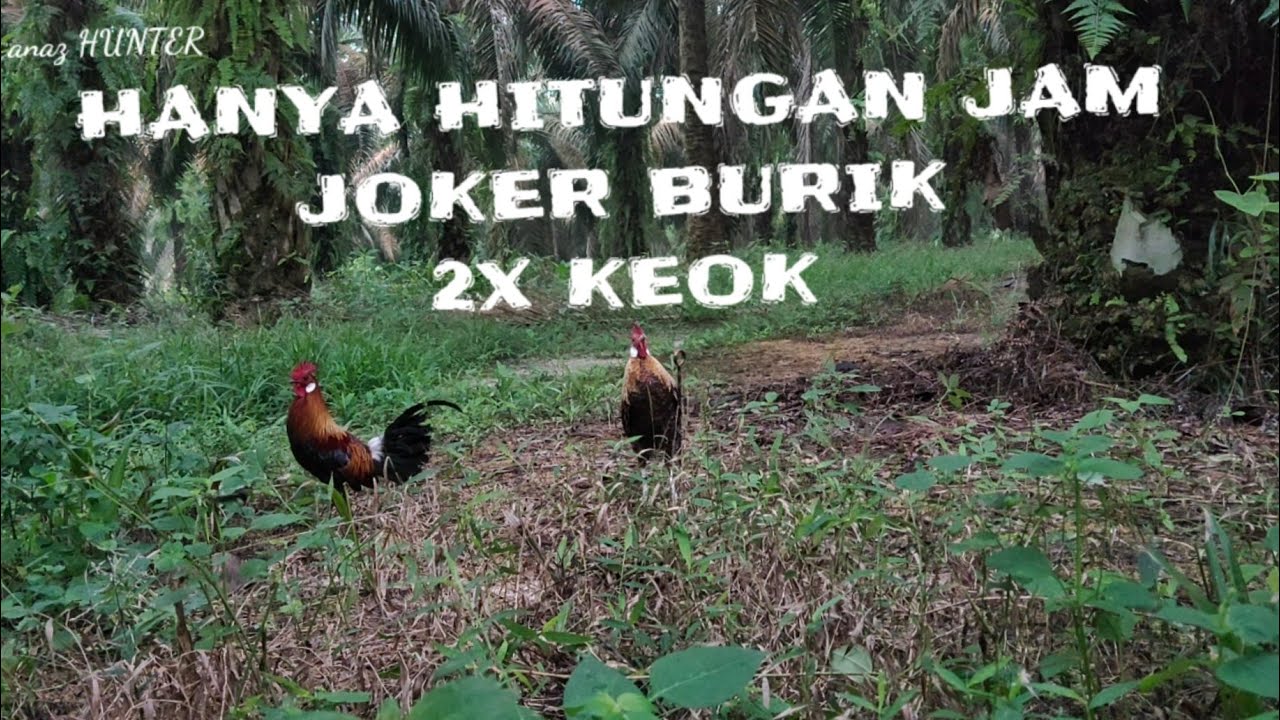 Mikat Ayam Hutan//HITUNGAN JAM, JOKER BURIK 2X KEOK - YouTube