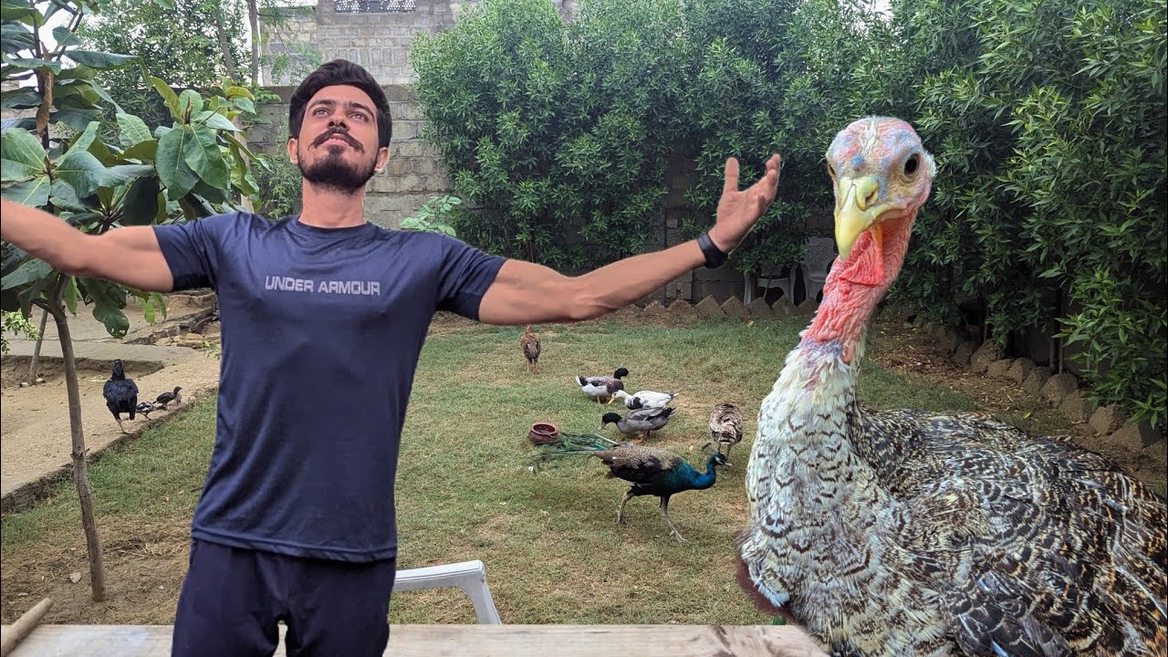 A Rainy day in farm With beautiful creatures Of Allah Pak - YouTube