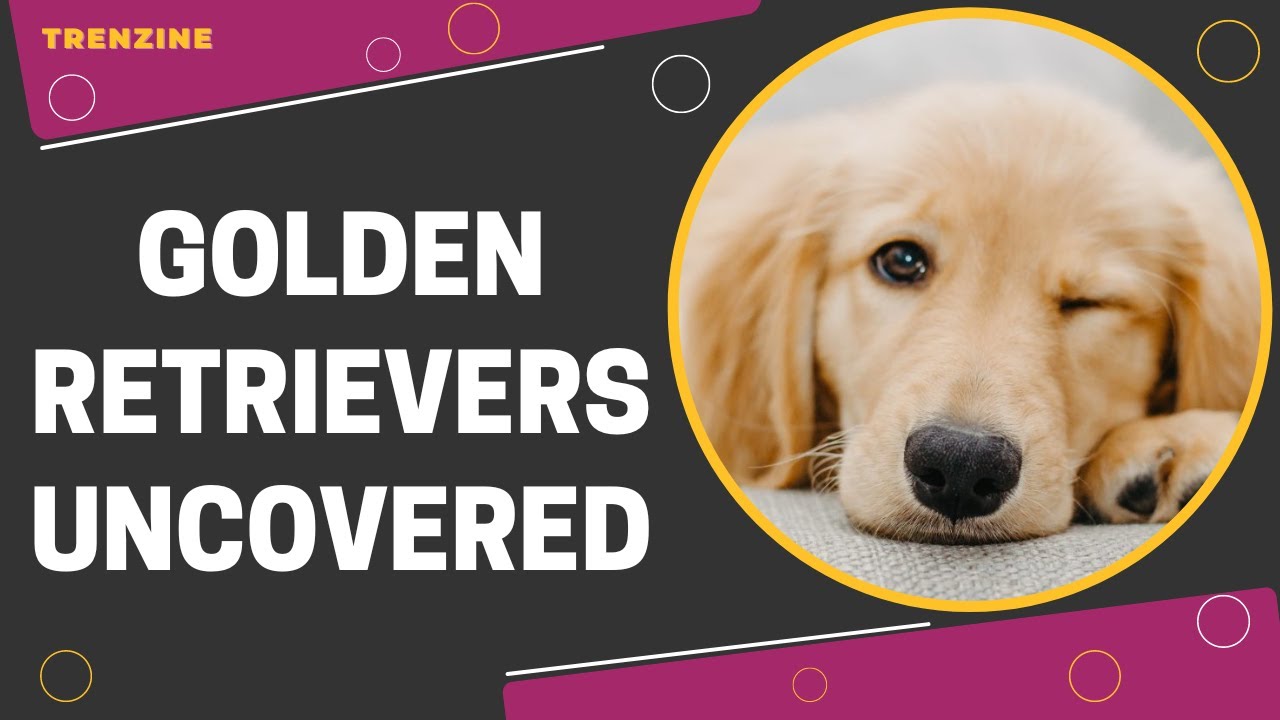 Golden Retriever Intelligence: Are They Really Smart? - YouTube