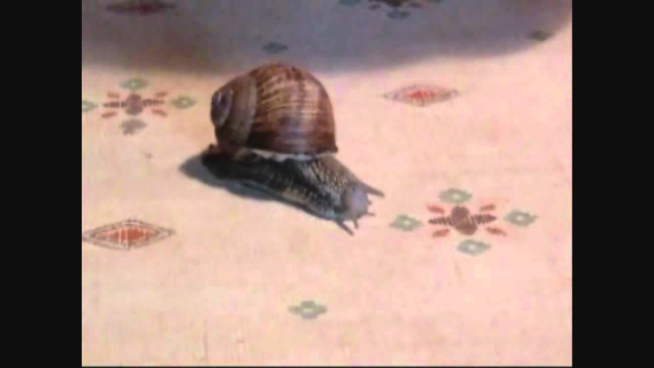 Escargot.wmv - YouTube