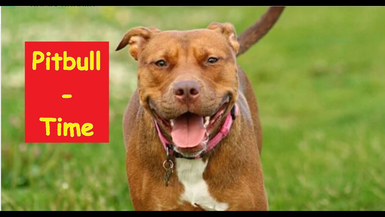 Pitbull - vom gefährlichen Rüpel zum sozialen Hunde - Rudelmitglied ...