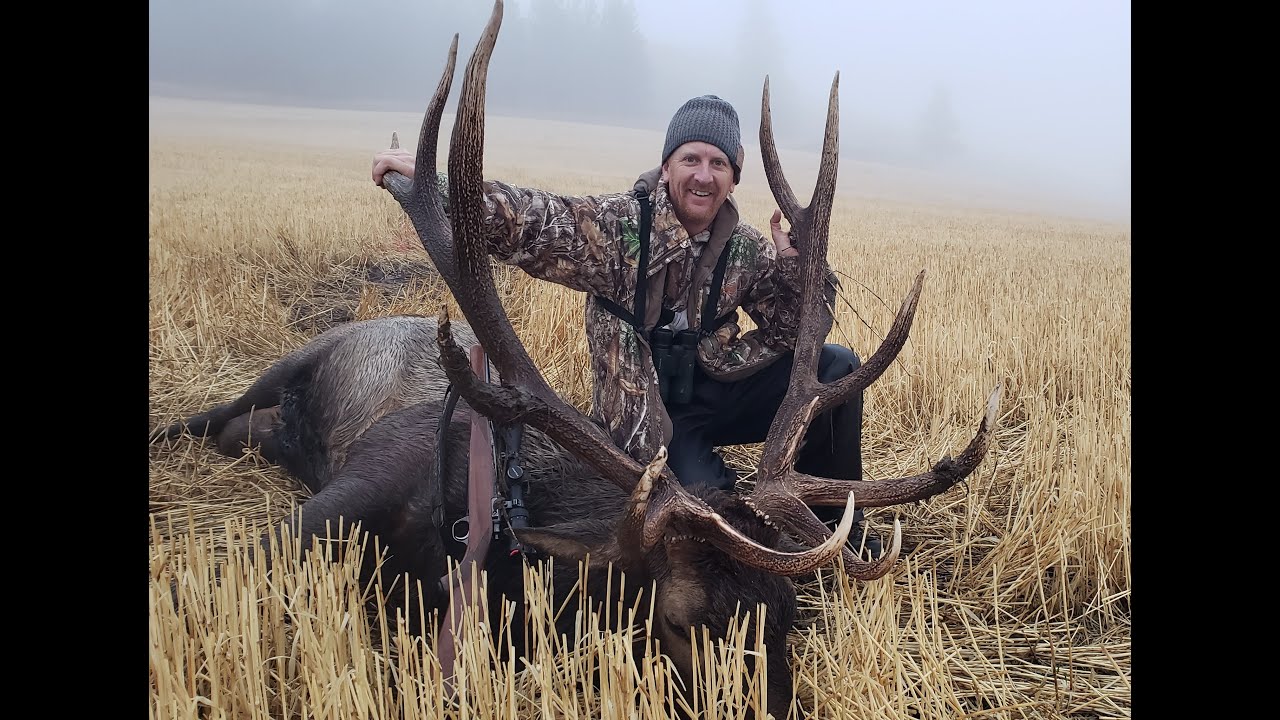 Blue Mountain Bull Elk Finding Fred - YouTube