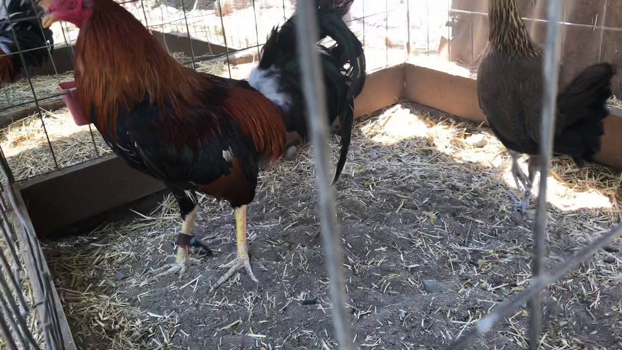 Gallo sweater gringo directo slick lizard terminando su jale - YouTube