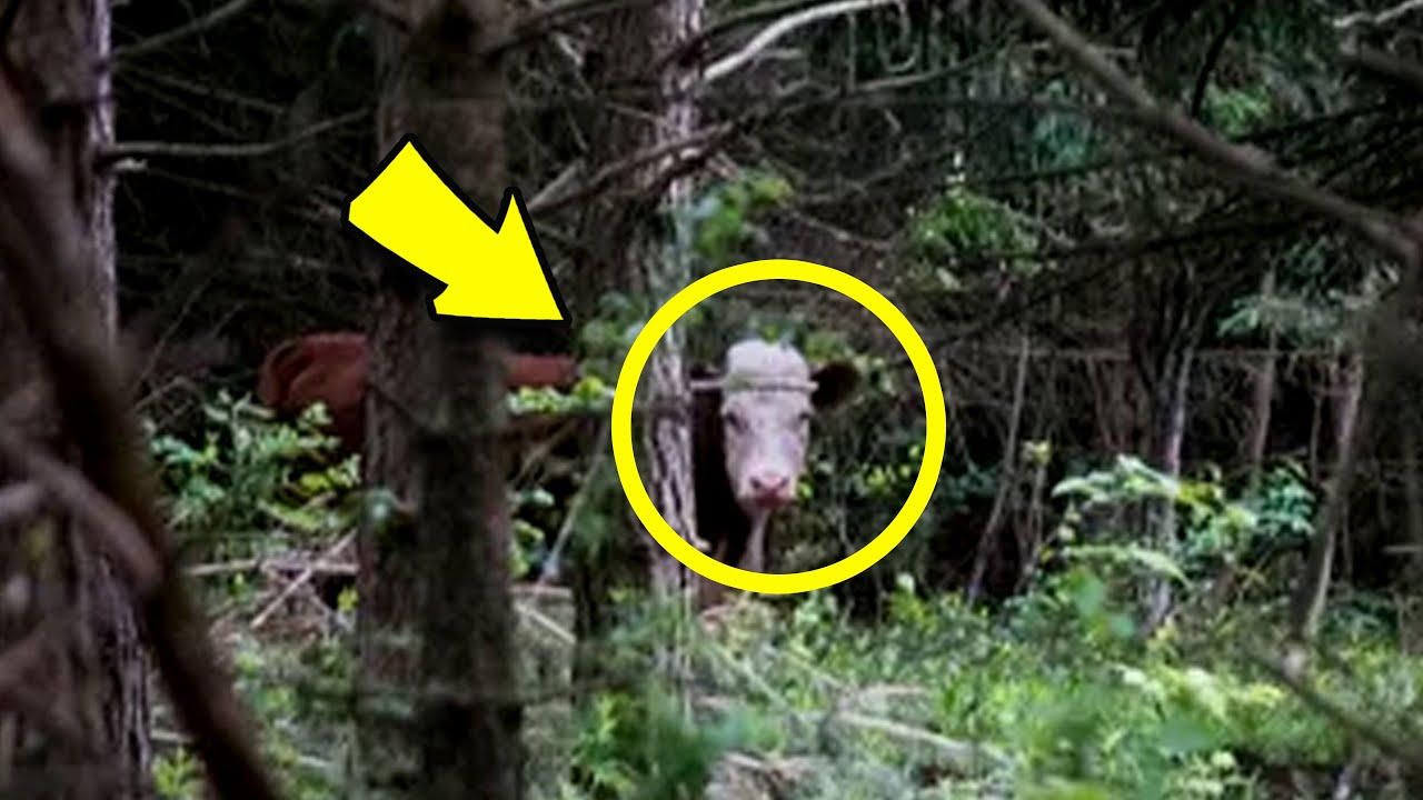 Farmer Finds His Missing Cow After a Long Time & Gets the Scare of His ...