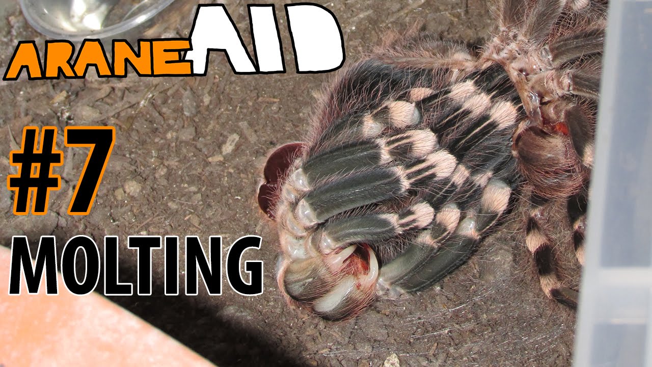 Episode 7 - Molting - YouTube