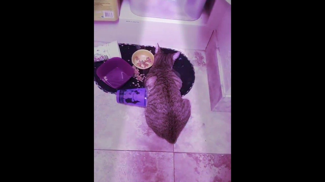 DEM CATS REMIX3.0 - YouTube