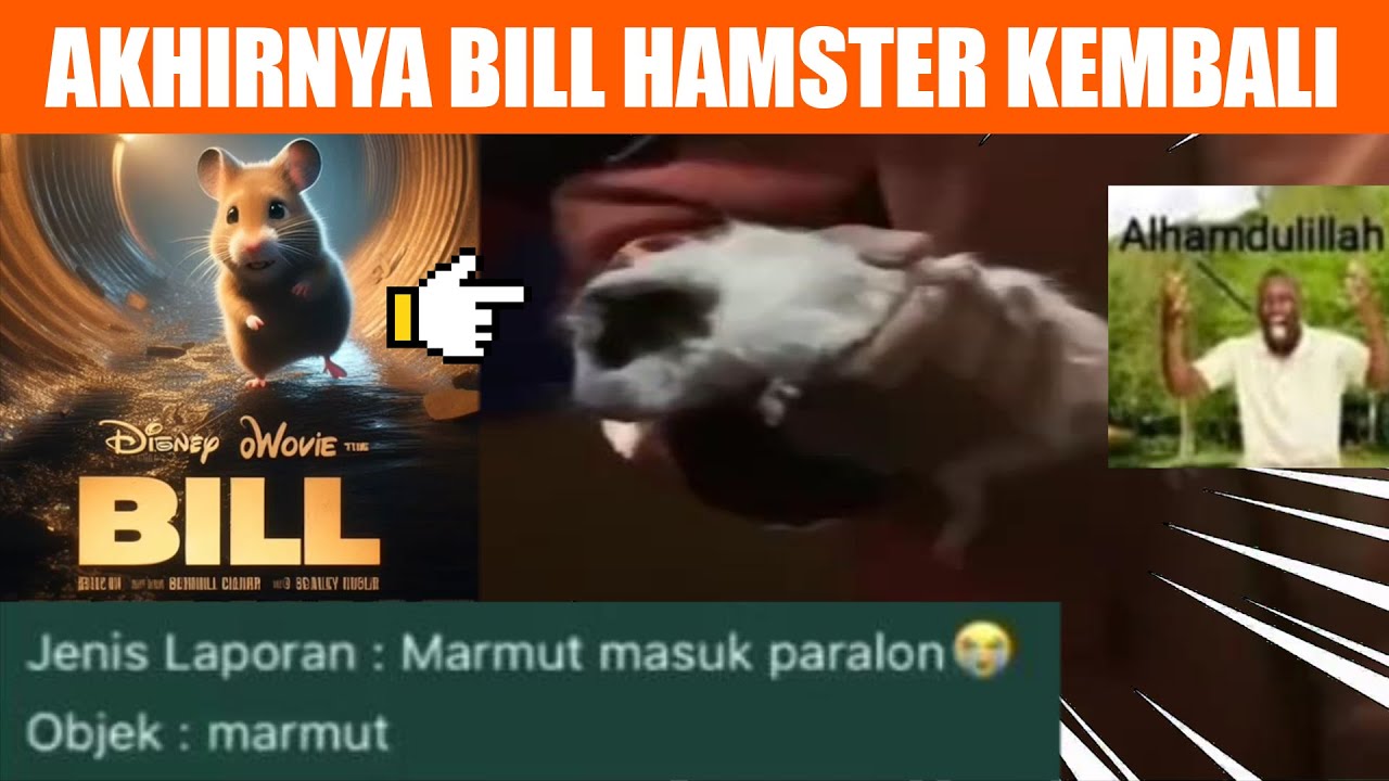Bill The Hamster Akhirnya kembali !!! - YouTube