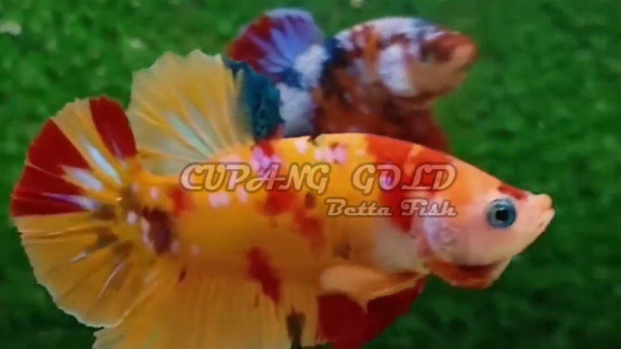 BEST QUALITY REVIEW NEMO GALAXY - YouTube