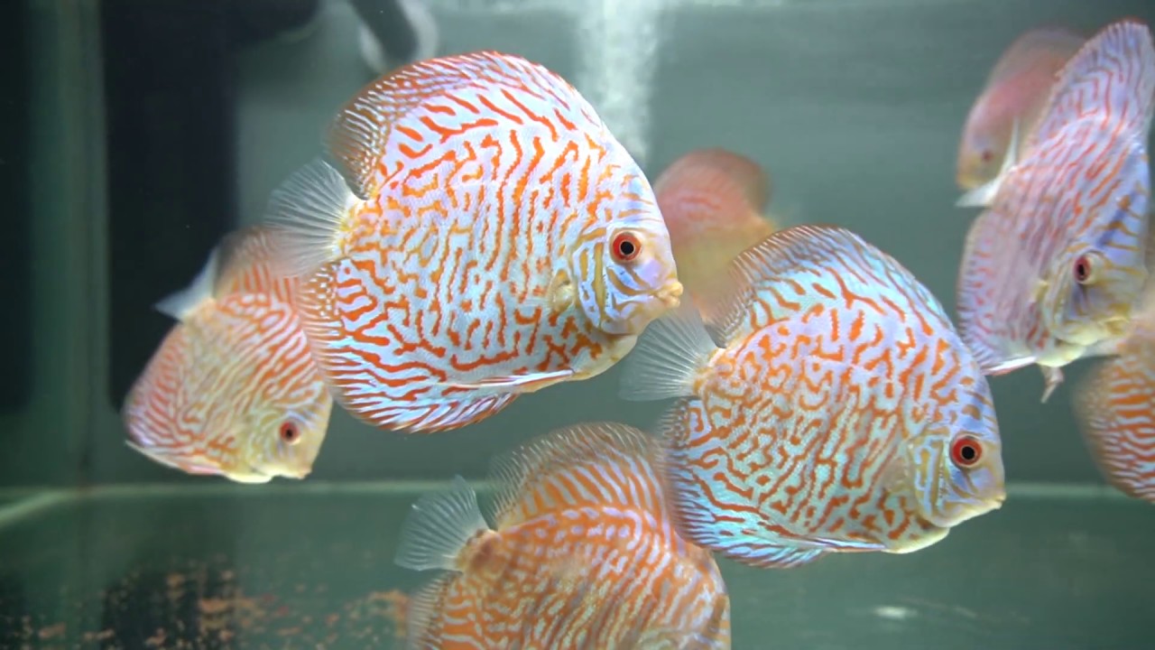 White Tiger Turqoise Discus / 화이트타이거 터콰이즈 디스커스 - YouTube