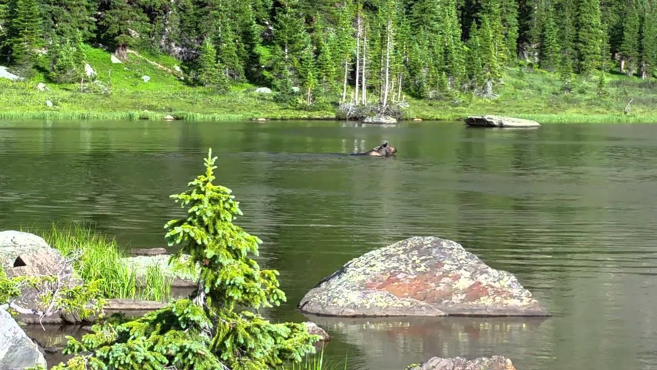 Moose Frolicking at Timber Lake in Rocky Mountain National Park - YouTube