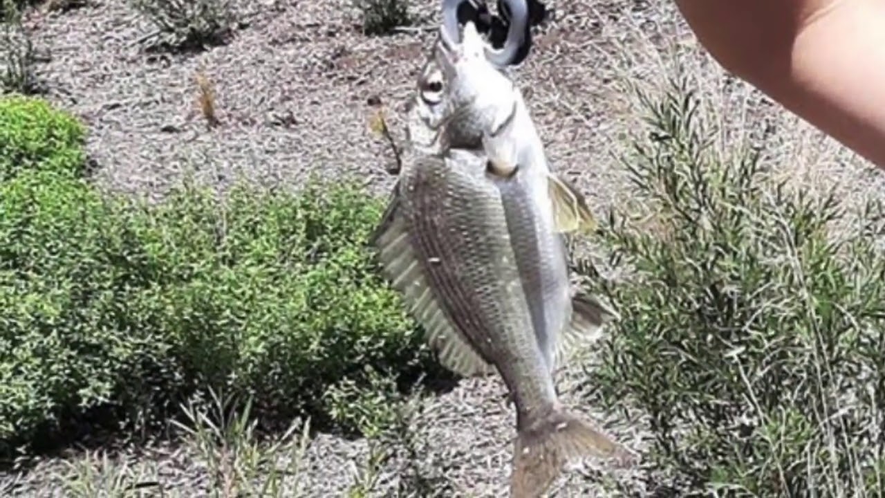 How to make a bream rig(bait) - YouTube