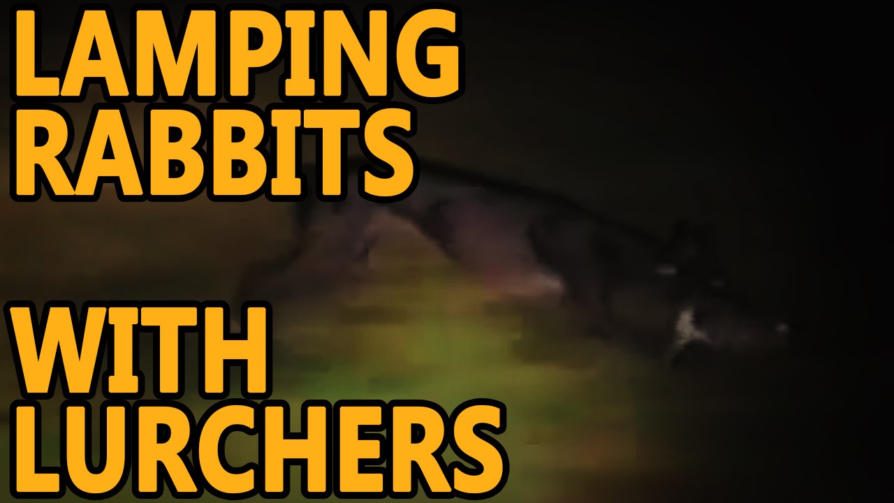 Lamping Rabbits With Lurchers | Working Lurchers - YouTube
