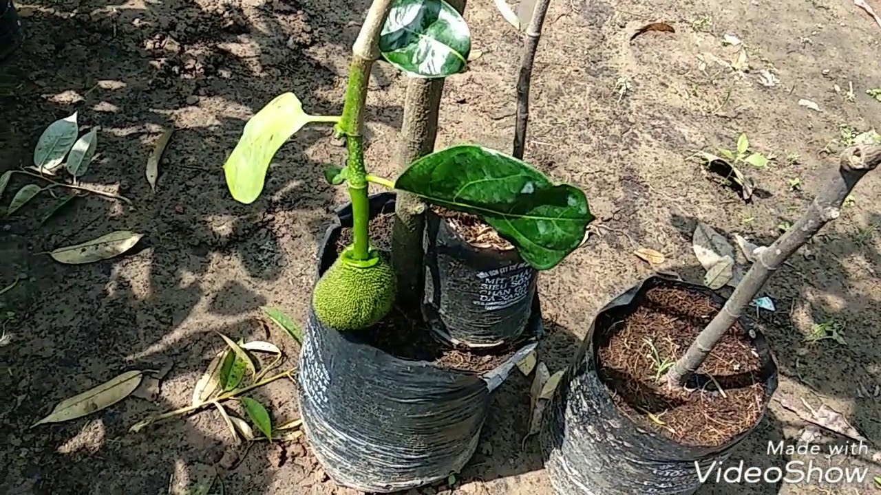 Jacfruit tree growing fruit in the pot, jackfruit in container - YouTube