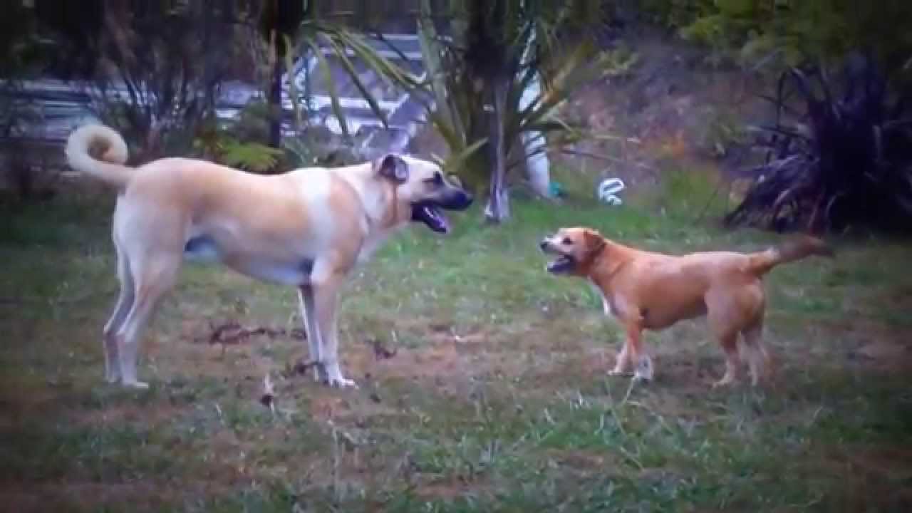 The Adventures of Leo and Pipi - YouTube