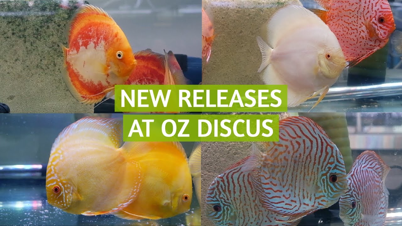 What's New In The Tanks At OZ Discus | Albino Allencer, White Tiger ...