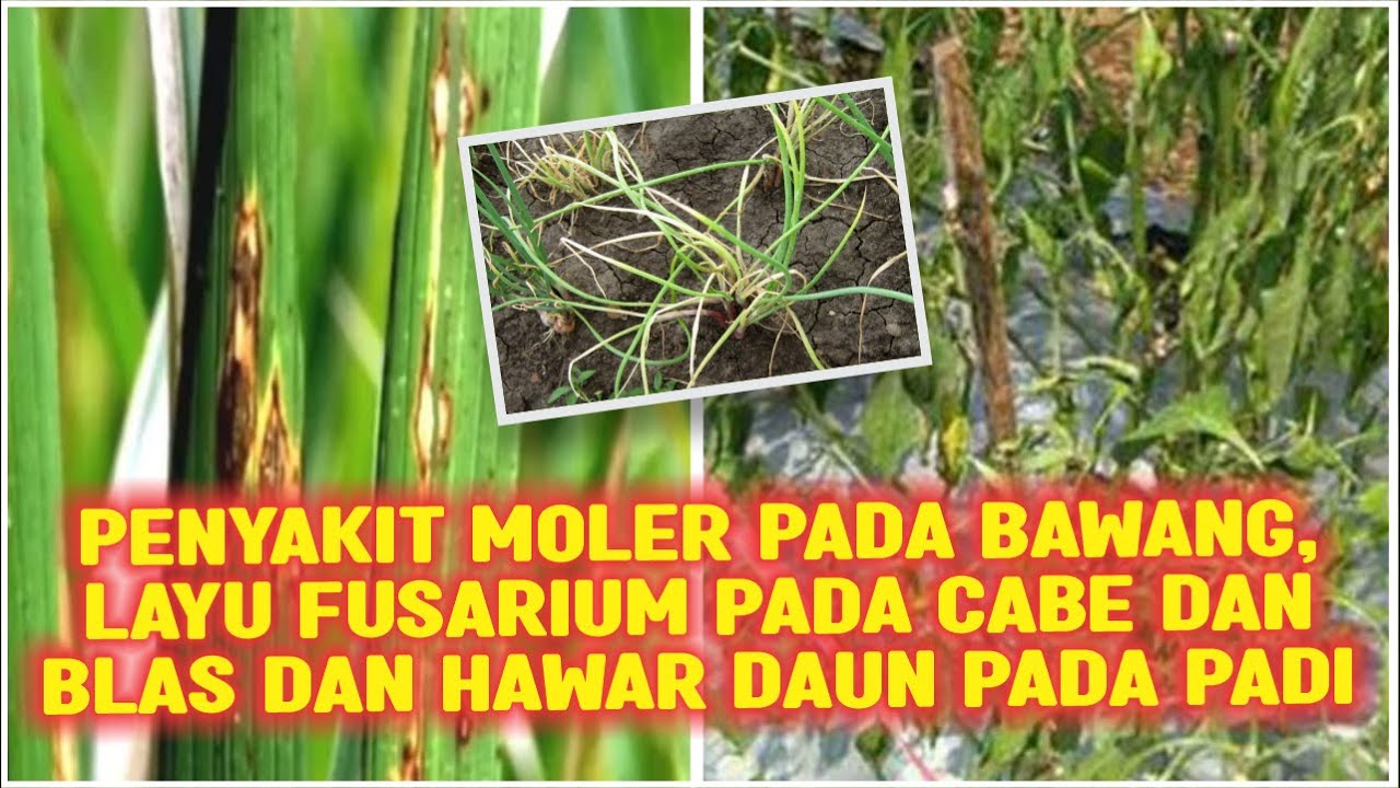 PENYAKIT MOLER PADA BAWANG,LAYU FUSARIUM PADA CABE DAN BLAS DAN HAWAR ...