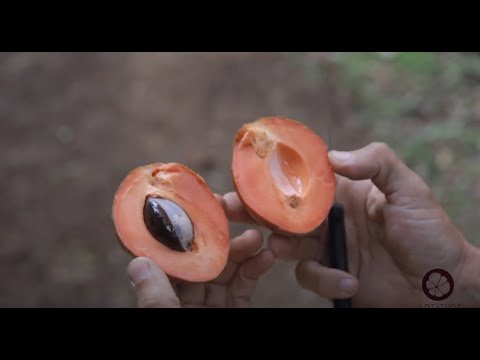 Les explorations fruitières épisode 12: la Sapote chulul - YouTube