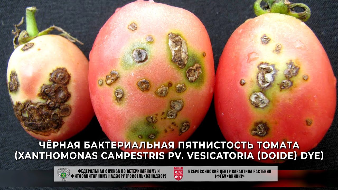 Чёрная бактериальная пятнистость томата (Xanthomonas campestris pv ...