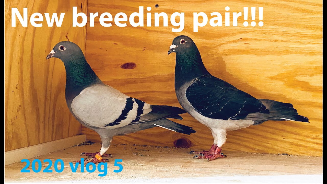 Vlog 5 Racing pigeon loft update and Cup of Joe x Flygirl prospects ...