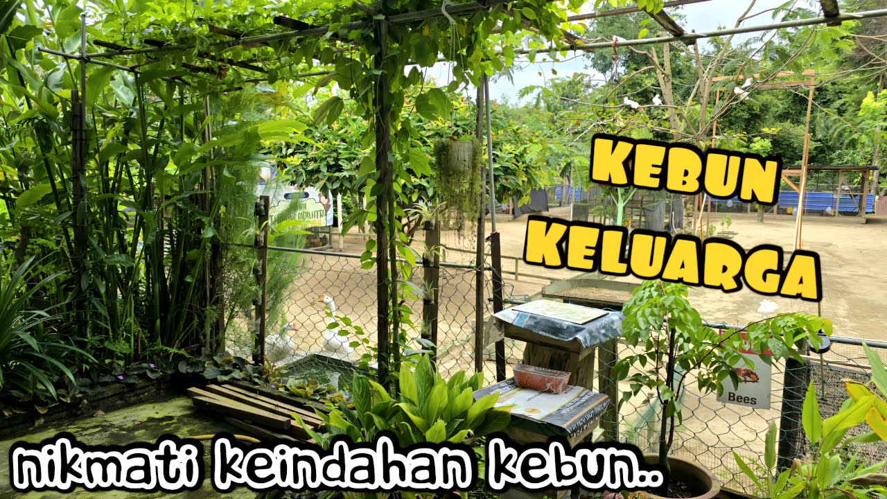️ KEINDAHAN BERKEBUN TEPI RUMAH. PELBAGAI HASIL TERNAK DAN TANAMAN ...
