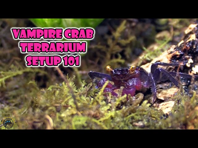 Moon Crab Terrariums Cardisoma Armatum (African Rainbow Crab)
