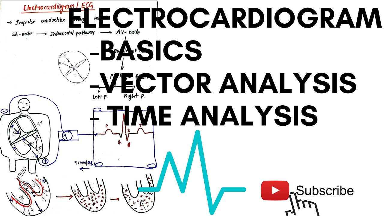 Electrocardiogram/ Basic concept of ECG/ vector involves in ECG / cause ...