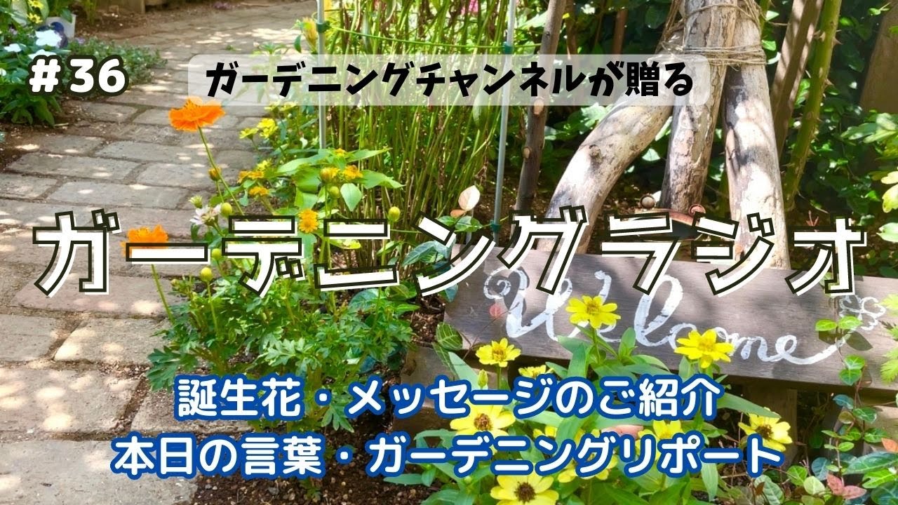 【ガーデニングラジオ】#36 暑さに負けず元気に咲くガーデンの花々をご紹介しながらトークするガーデニングラジオです。 #ガーデニング #ラジオ ...