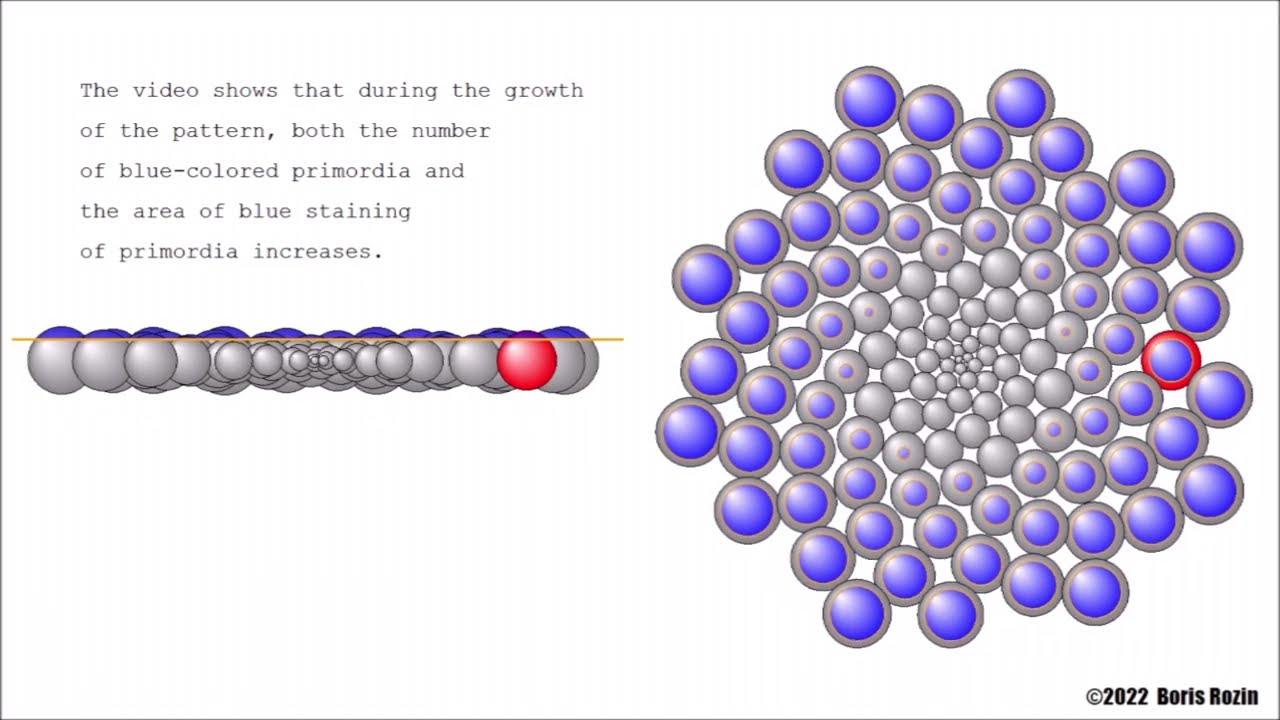 Video 2: Growth of the phyllotaxis pattern according to the dynamic ...