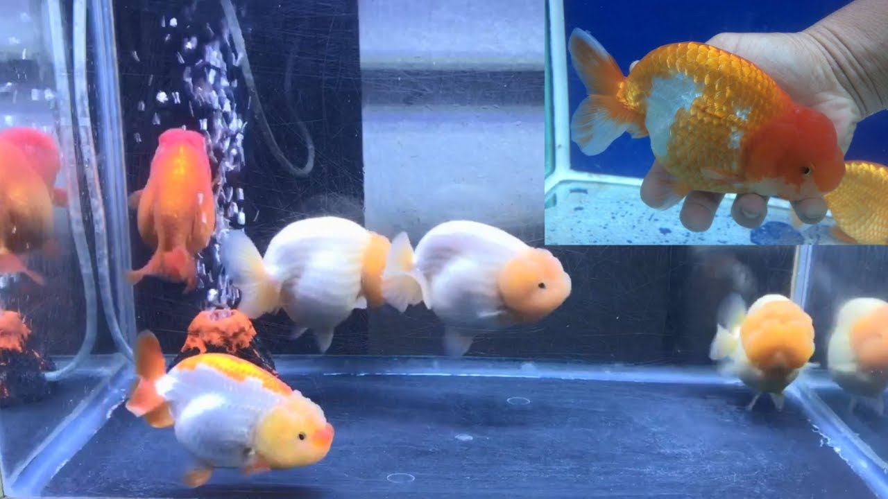 Ranchu Goldfish animal crossing swimming lessons of my farm - YouTube