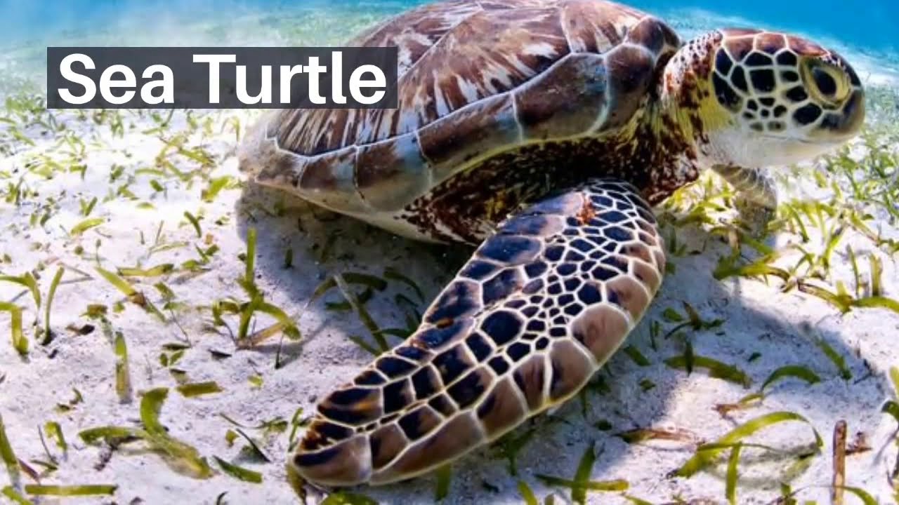 Sea Turtles - YouTube