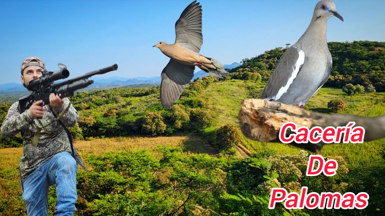 Caceria De Palomas Alas Blancas Y Huilotas Llaneras - CON RIFLE PCP ...
