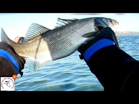LEVREK AVI SU ÜSTÜ OYUNLARI - LEVREĞİN SALDIRI ANI. SEABASS HUNTING