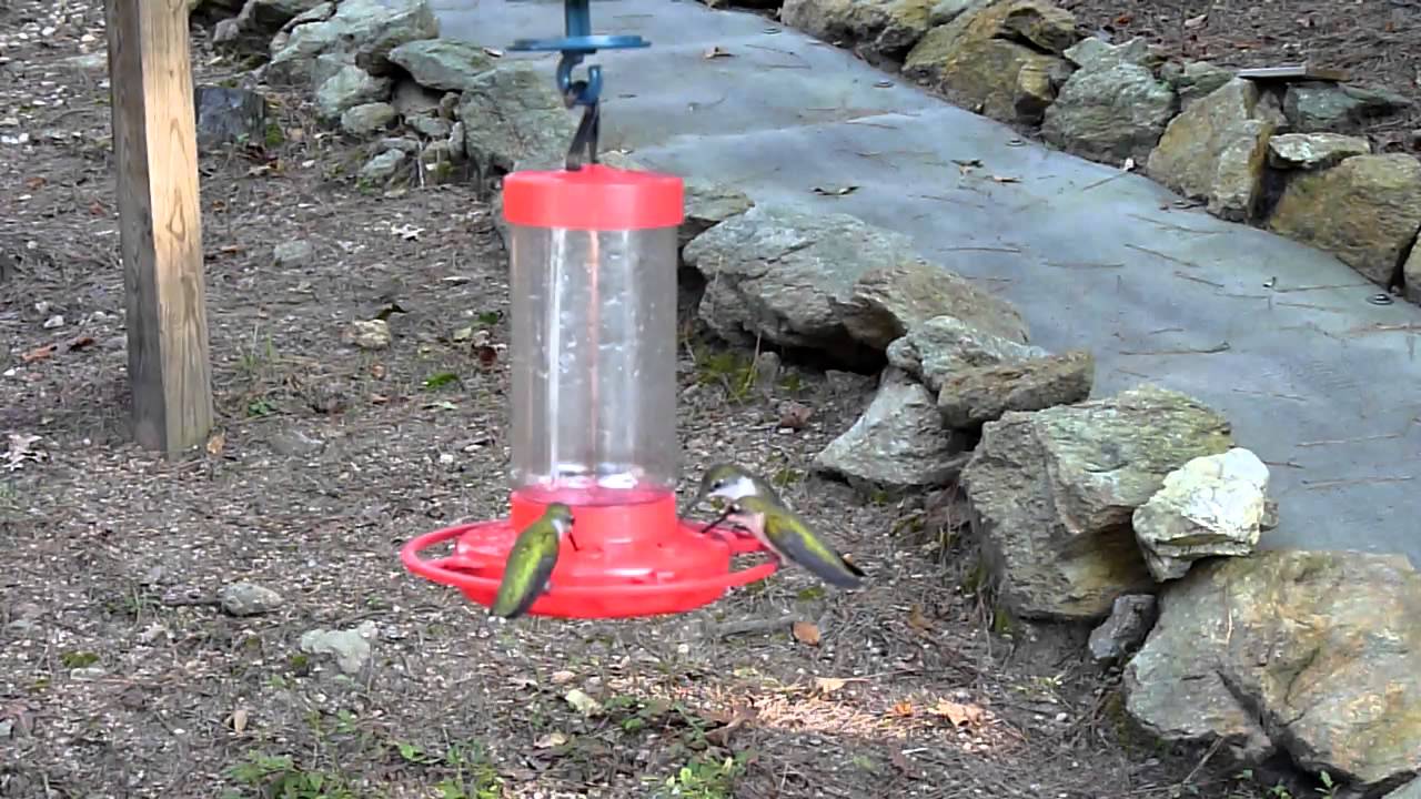 Ruby Hummer Feeding Frenzy - YouTube