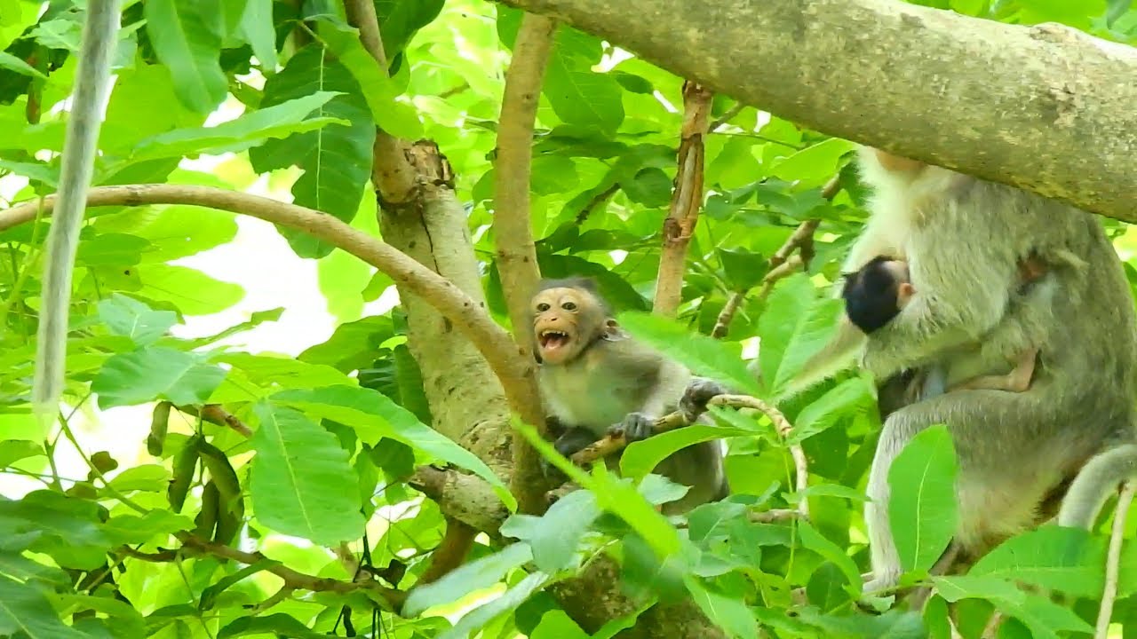 Oh Look newborn baby cry when mama SARA stop milk anymore - YouTube