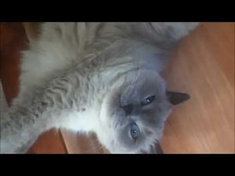 Şişko Kedi