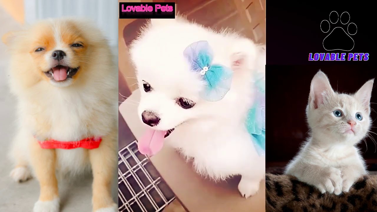 Lovable pets daily life cute puppy’s funny dog cat & cute animal’s ...
