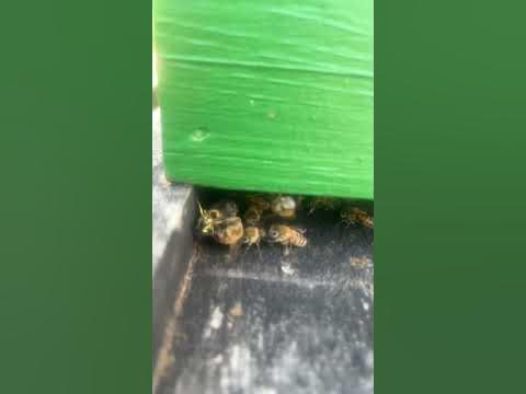 The Hidden Battle: Bees vs Wasps in Nature's Epic Showdown - YouTube