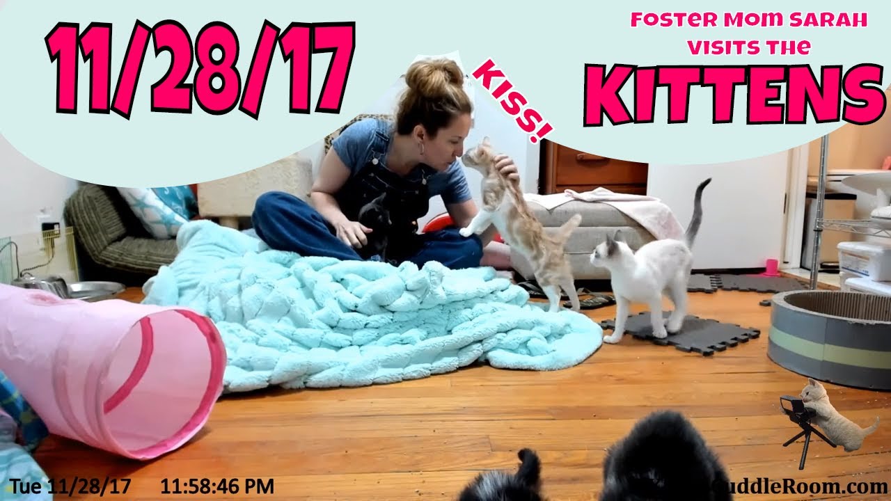 Foster Mom Sarah Visits the Kittens / Kitten Cuddle Room is a LIVE 24/7 ...