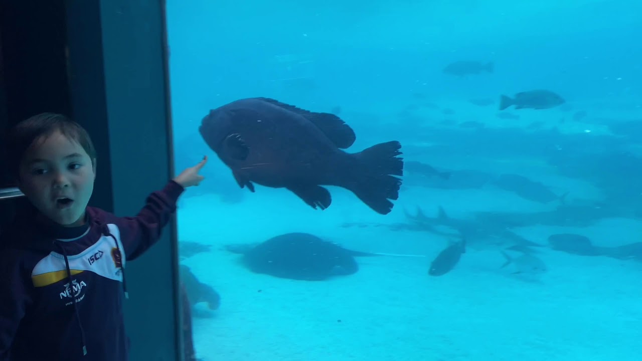 Shark bay sea world Gold Coast - YouTube